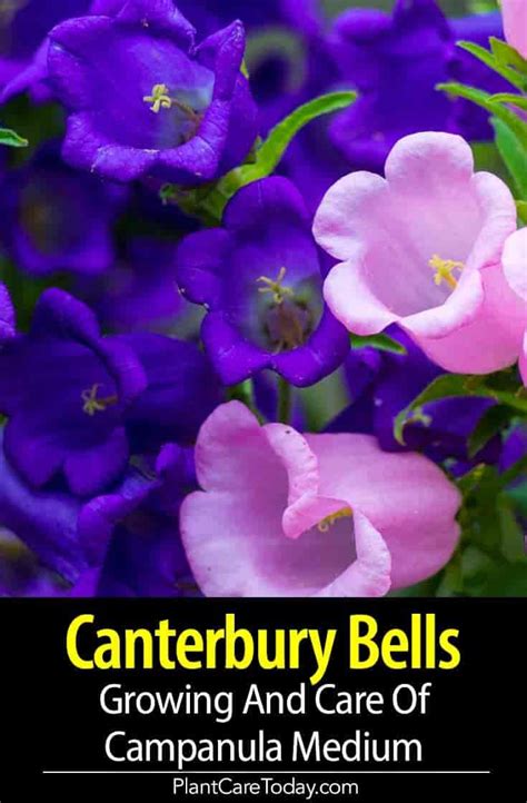 Canterbury Bells Flower Campanula Medium Growing And Care Artofit