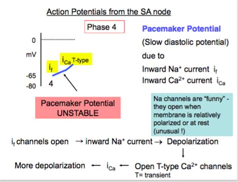 Sa Node Action Potential