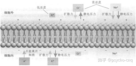 神经传导和突触传递 知乎