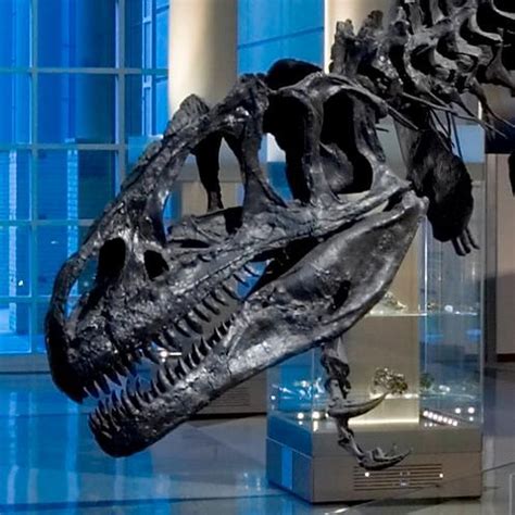 Virginia Museum Of Natural History Youtube
