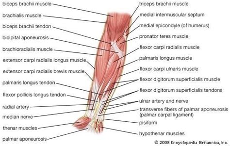 Extensors Muscles Of Arm Types Anatomy Functions Illnesshacker