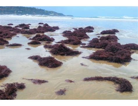 Algae 02 Plant Kingdom Pdf