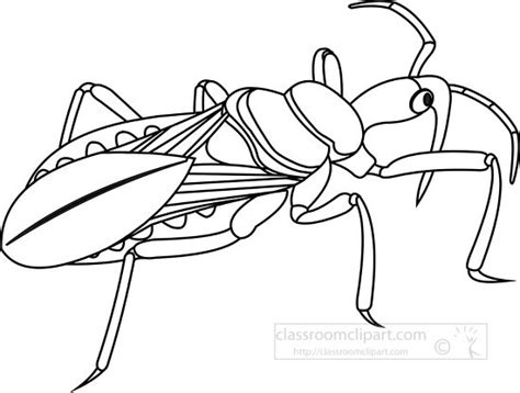 Free Assassin Bug Insect Black White Outline Clipart Classroom Clipart