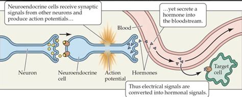 Neuro Unit Hormones And Sex Flashcards Quizlet