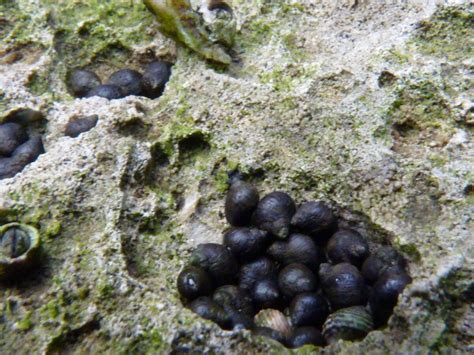 Small Periwinkle British Wildlife Wiki Fandom