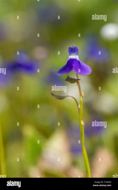 Grass Leaved Bladderwort Seent At Kaas Plateausataramaharashtraindia