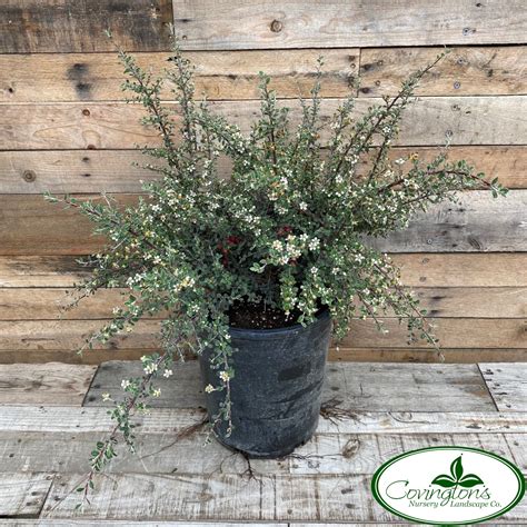 Cotoneaster Grey Covingtons