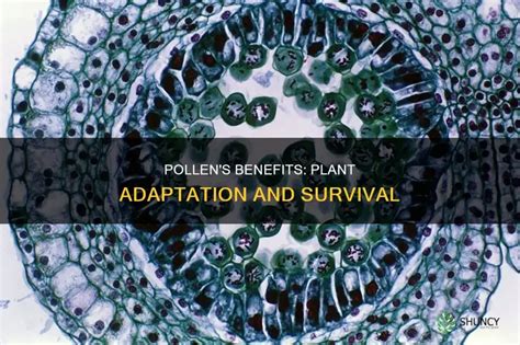 Pollens Benefits Plant Adaptation And Survival Shuncy