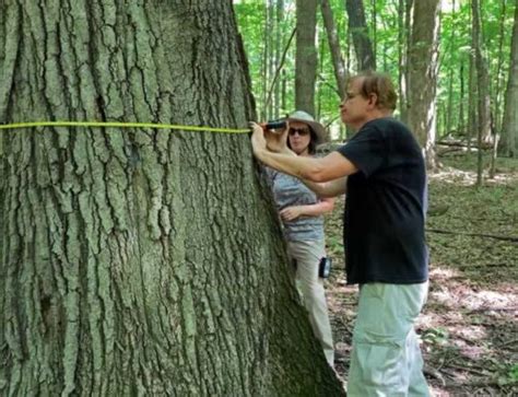 7 Effective Ways To Repair A Tree With A Split Trunk