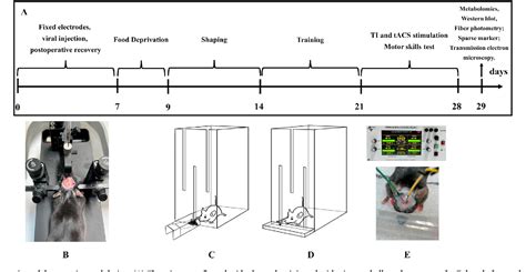 Figure 1 From Temporally Interfering Electric Fields Brain Stimulation In Primary Motor Cortex