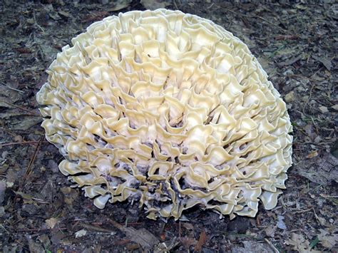 Sparassis Spathulata The Ultimate Mushroom Guide