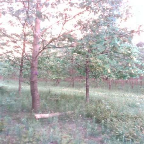 Tree Detection Model Object Detection Dataset V2 2023 08 26 547pm