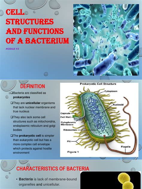 Module 5 Cell Structures And Functions Of A Bacterium Pdf Cell Biology Bacteria