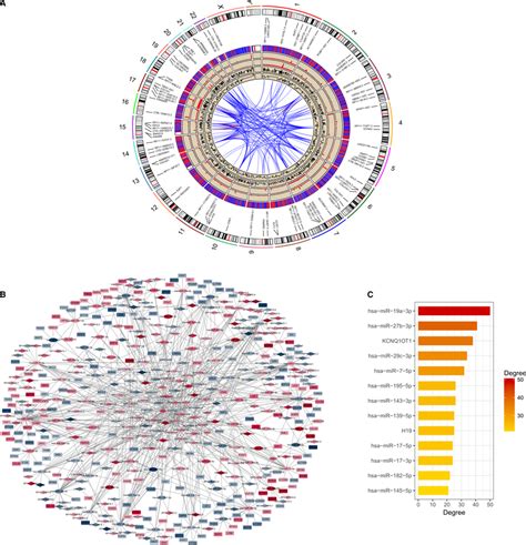 Circos Plot Representing The Lncrnas And Mrnas On The Human Chromosomes