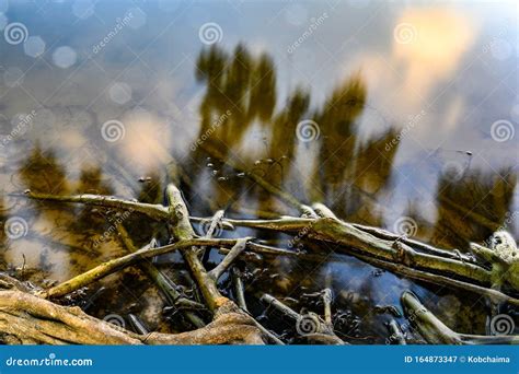 Tree Roots In The Water Stock Image Image Of Asia Garden
