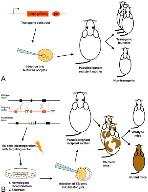 A Outline Of Standard Gene Transfer Procedure A Transgene Construct Download Scientific