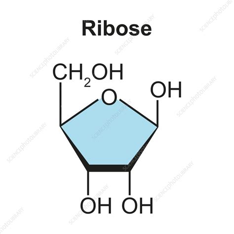 Ribose Sugar Molecule Illustration Stock Image F037 4410 Science Photo Library