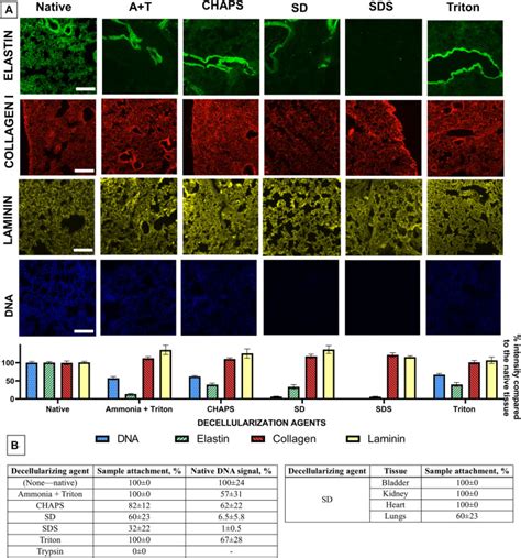 Novel Decellularization Method For Tissue Slices Pmc