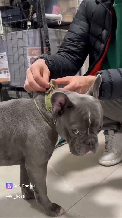 Французский бульдог домашниеживотные собаки питомцы пушистый человексобакедруг