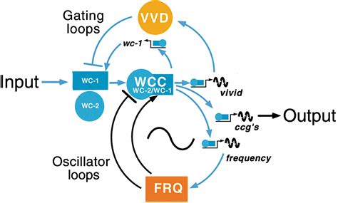 The Pas Protein Vivid Defines A Clock Associated Feedback Loop That