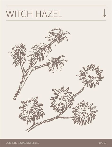 Premium Vector Hand Drawn Vector Sketch Of Witch Hazel Botanical Illustration