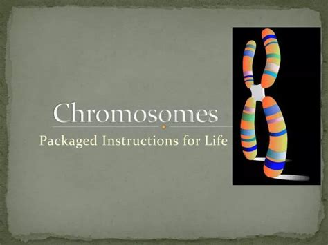 PPT Chromosomes PowerPoint Presentation Free Download ID 2171151