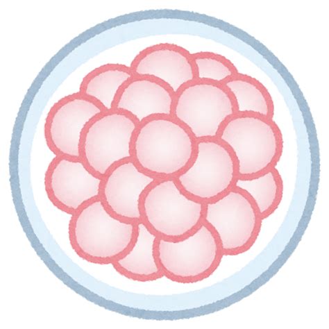 胚胎 卵子 有机分裂 细胞的分裂 插画 免扣 素材 手绘 Png19