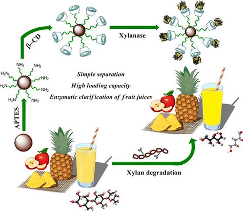 Xylanase Immobilized On β Cyclodextrin Functionalized Magnetic Nanoparticles