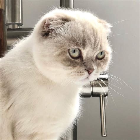 10 Stunning Blonde Cat Breeds Youll Fall In Love With