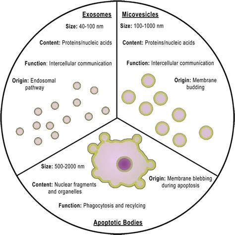 Major Extracellular Vesicle Ev Subtypes Download Scientific Diagram