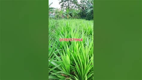 গরু ছাগলের প্রিয় ঘাস Youtube