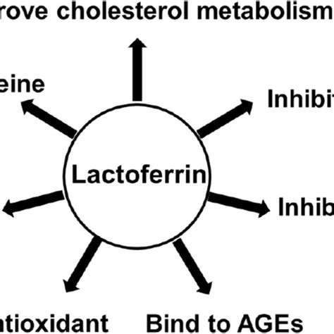Potential Applications Of Lactoferrin On Atherosclerosis Download
