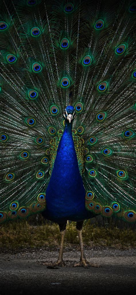 Beautiful Peacock Iphone Wallpapers For Your Device