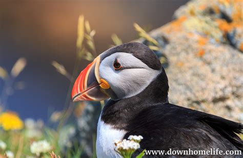 My Better Side Downhome Magazine