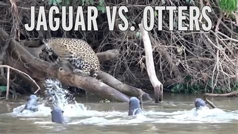 Giant Otters Face Down Jaguar Trespassing In Their Territory Near