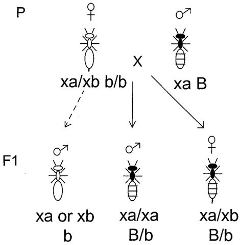 Mating Scheme To Identify Diploid Males Xa Sex Allele A Xb Sex Download Scientific Diagram