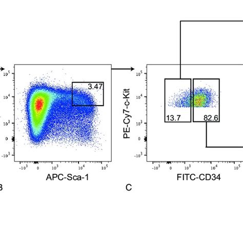 Flow Cytometry Sorting Gates Bone Marrow Cells From B6 Mice Were Download Scientific Diagram