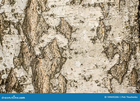 La Textura Del Abedul Para El Substrato Foto De Archivo Imagen De