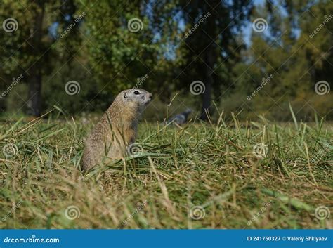 A Cute Gopher Stands On Its Hind Legs Stock Image Image Of Wild Comic 241750327