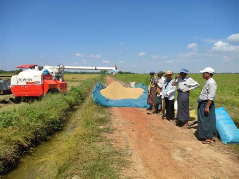 သာယာဝတီမြို့နယ်၌ နွေစပါးစံကွက်ရိတ်သိမ်း တစ်ဧက ၁၃၅ တင်းထွက်ရှိ Information And Public