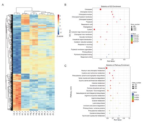 Global Characterization Of Gene Expression Patterns Of Ripen Sea