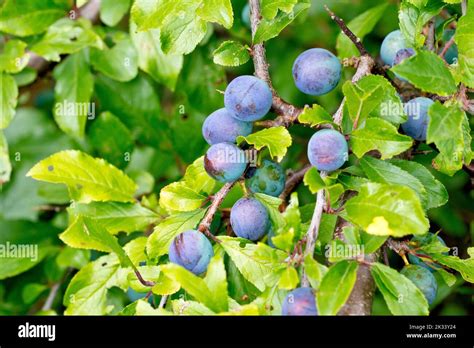 Sloe Or Blackthorn Prunus Spinosa Close Up Of The Blue Berries