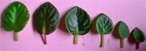 What Are The Different Leaf Types Of African Violet Plants
