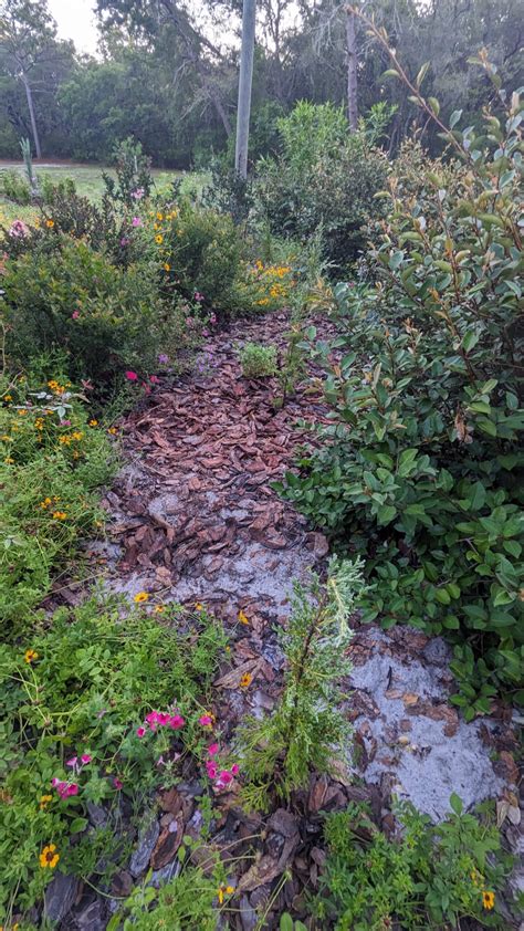 Juniper Taylor Avant Gardens