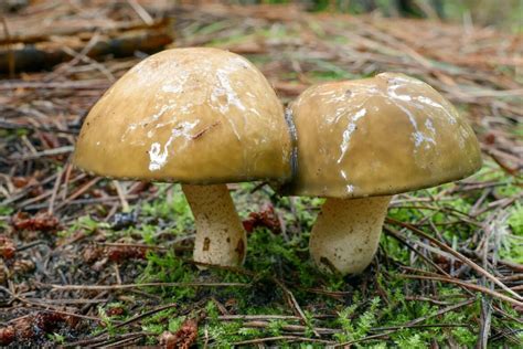 Wild Mushrooms Linked To Outbreak Of Deadly Poisoning In Bay Area