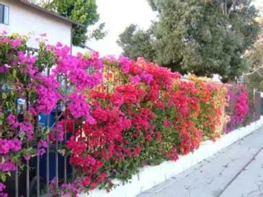 How To Grow Bougainvillea In Nz Care Pruning And Tips