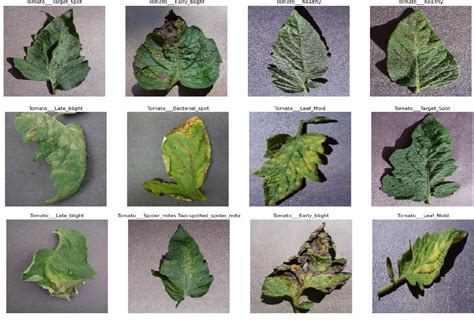 Figure 2 From Tomato Leaf Disease Classification Using Convolutional Neural Network Model