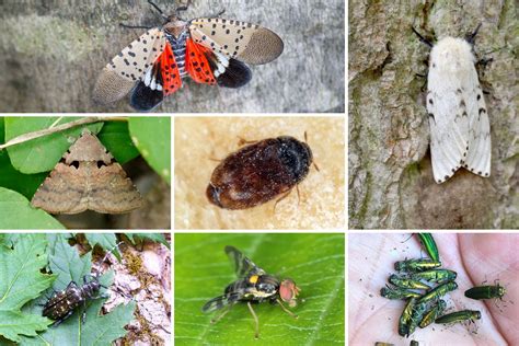 Insects Native To Indiana Boxelder Bug Invasion Managing Infestations