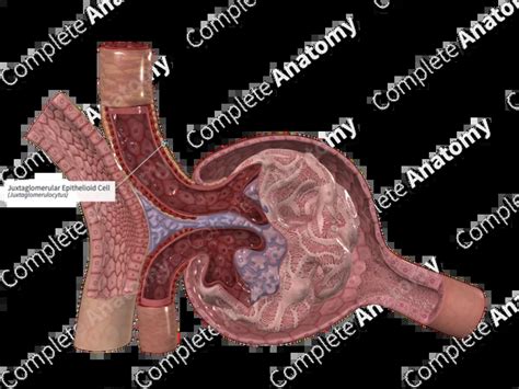 Juxtaglomerular Epithelioid Cell Complete Anatomy