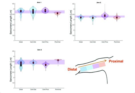 Violin Plots For Locations And Three Arms Showing Median Of Data Download Scientific